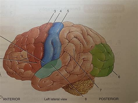 Functional Areas Of Cerebral Cortex Diagram Quizlet