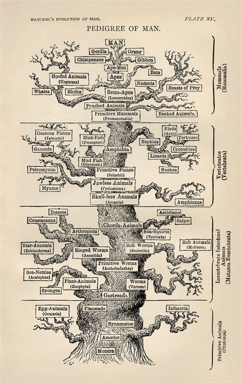 Understanding Phylogeny Uncertainty In The Mammal Tree Of Life Yale Scientific Magazine
