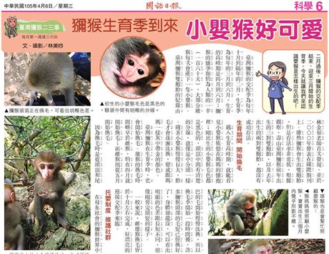 你所不知道的 台灣獼猴世界 【臺灣獼猴二三事 臺灣獼猴的生育季】