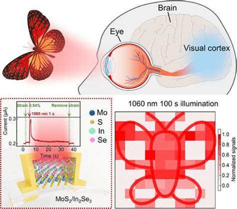 基于 In2se3 Mos2 异质结的柔性光学突触用于近红外范围内的人工视觉系统 Acs Applied Materials And Interfaces X Mol