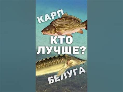 Выращивайте Белугу на Карасе - это проще, чем выращивать Карпа #shorts ...