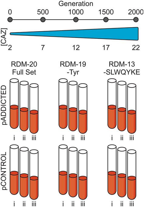 Evolution Set Up Wild Type E Coli Strain Mg1655 Containing Either
