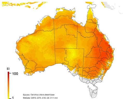 Controlling Buffel Grass — Mallee Conservation