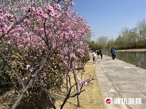 花粉过敏指数高周末出游这类人群要小心 潍坊新闻 潍坊新闻网