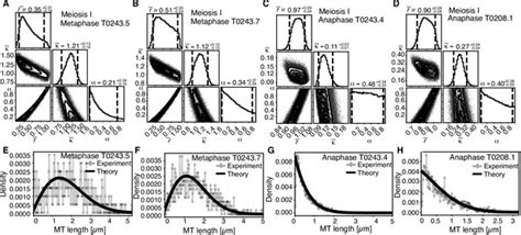 Correction Microtubule Reorganization During Female Meiosis In C