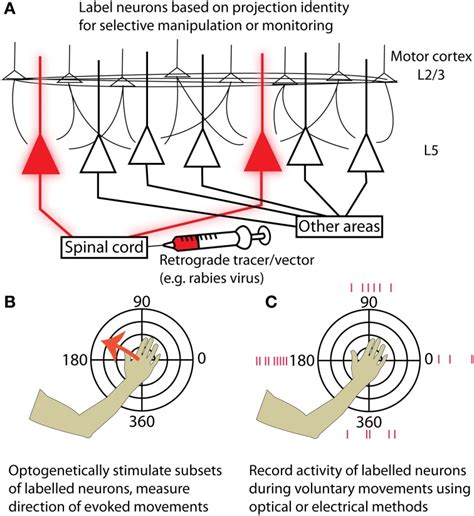 strategies for targeting neurons in motor cortex based on their