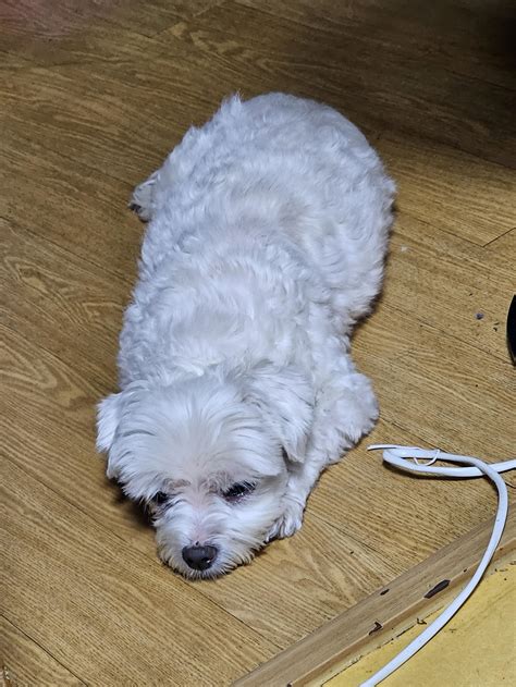 Eastsidestory 오늘은 아버지 계시는 날이라 나한테 와서 앵기진 않는데