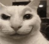 Scary Cat  Scary Cat Scary Cat Discover And Share S