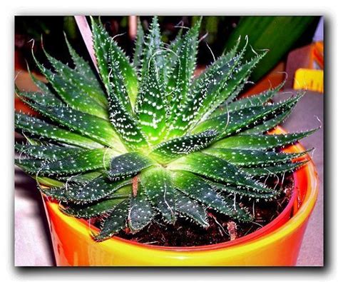 Домашнее растение похожее на алоэ фото