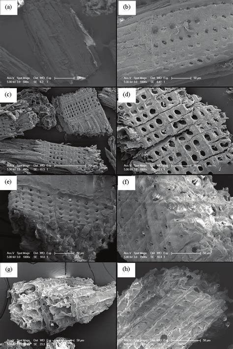 Sem Micrographs Of Fir Flour A And B Naoh Treated Flour C And D Download Scientific