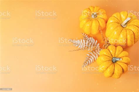 가을 시즌 가을 수확 행복한 추수 감사절할로윈 호박다른 호박 품종 주황색 배경 텍스트 및 복사 공간을위한 공간 가을 엽서 미니멀리스트 스타일 국경 디자인 0명에 대한 스톡