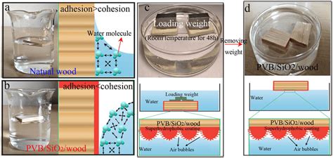 Adhesion Water Properties Of Water Powerpoint Adhesion Cohesion