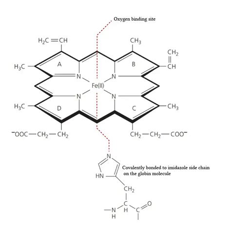 Structure Of Hemoglobin