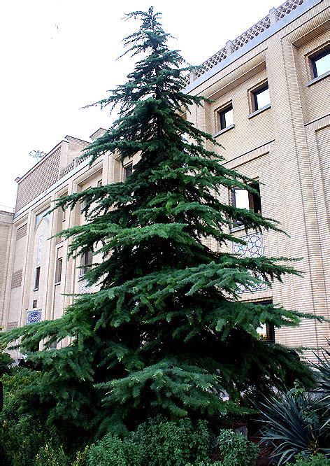 مرجع طب جامع ايراني اسلامي كاج و سرو آمریكایی ، هرگز