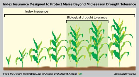 Tanzania Farmers Adopt Innovative Insurance Bundled With Drought Tolerant Maize Feed The