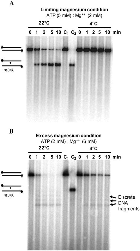 Dna Unwinding And Degradation Of Ndei Digested Linear Dsdna Of Pbr322