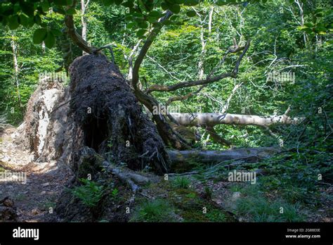 Tree With Exposed Roots Hi Res Stock Photography And Images Alamy
