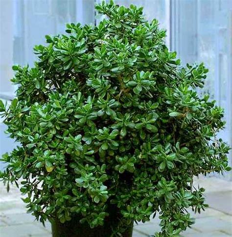 Как вырастить денежное дерево