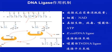 分子生物学 第四章 Dna的生物合成