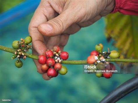 농장에서 커피 원두 수확 농장 손으로 따기농부의 손으로 로부스타와 아라비카 커피 열매 수확 태국의 로부스타 커피 농부 수확 개념에 대한 스톡 사진 및 기타 이미지 Istock