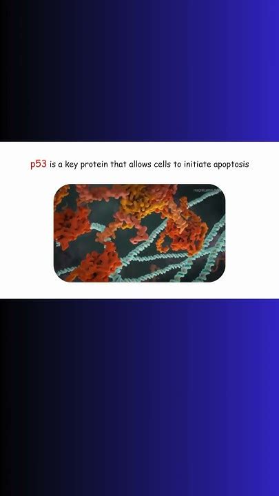 P53 Apoptosis And Cancer P53 Cancer Apoptosis Genetics Genes