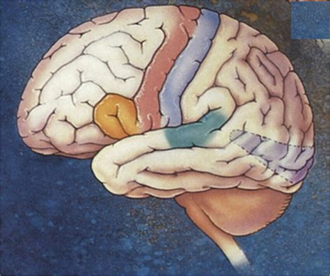 The Classical View Of Eloquent Regions Of The Cerebral Cortex In A Download Scientific Diagram
