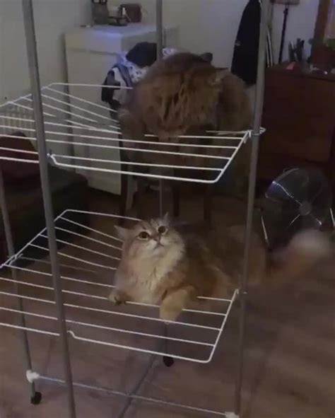 don t forget to clean your cat strainer you don t want them getting