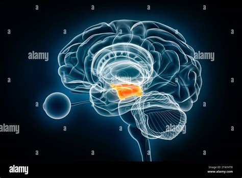 Midbrain Or Mesencephalon Lateral X Ray View 3d Rendering Illustration Human Brain And Nervous