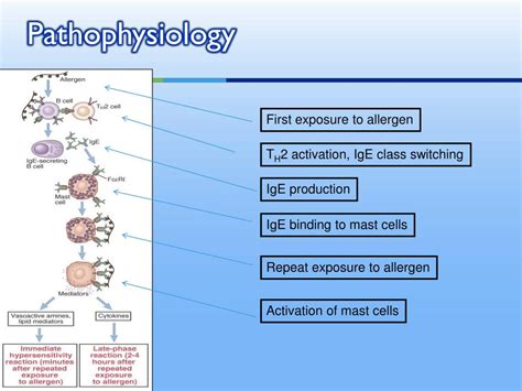 Ppt Anaphylaxis Powerpoint Presentation Free Download Id 3856049
