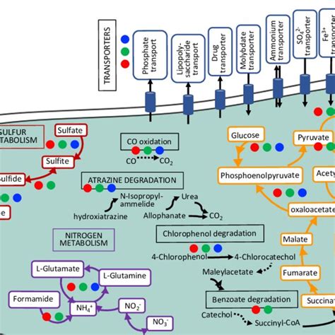 Metabolic Reconstruction For Some Of The Most Important Functions In