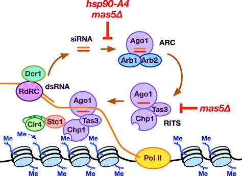 Model Formation Of The Sirna Containing Complexes Arc And Rits Are Key