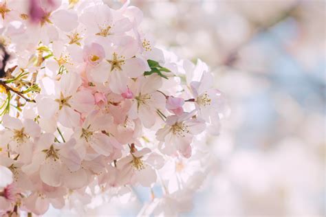 무료 이미지 분기 꽃잎 식품 봄 생기게 하다 담홍색 벚꽃 닫다 매크로 사진 꽃 피는 식물 4090x2727
