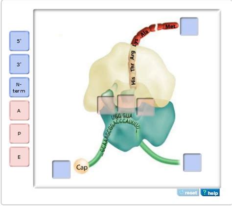 Solved 5 3 N Term 6g Gua Cap Reset Help