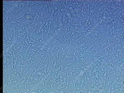 Lactobacillus Bulgaricus Bacteria Microscopy Stock Video Clip K009