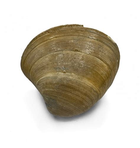 Fossils For Sale Fossils Late Eocene Fossil Shell From