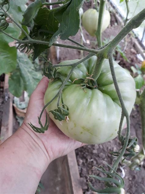 Томат Дынюшка: описание и характеристика, ОТЗЫВЫ (27), фото | tomatland.ru
