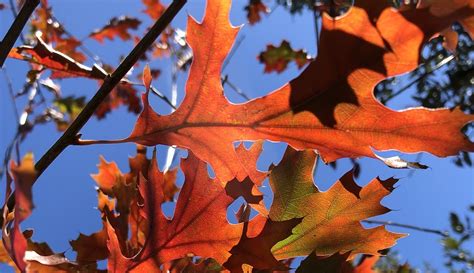 Why Trees Change Color In Fall Backbone Valley Nursery