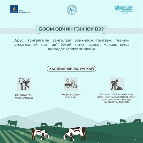 Боом өвчин өвчтэй үхсэн малаас болон хөрс ухах үед хүнд халдварладаг