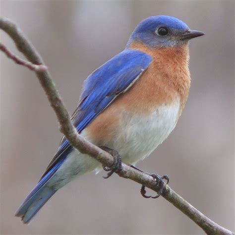 Hoco Connect Bird Mystery In Columbia