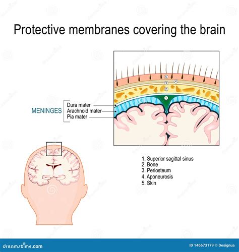 Protective Layer The Brain At Dominic Chumleigh Blog