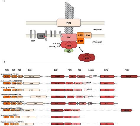 A Model Of Type Iv Pili And Their Assembly Machineries In Download Scientific Diagram