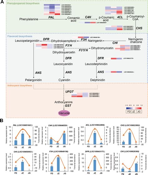 Aomyb114 Transcription Factor Regulates Anthocyanin Biosynthesis In The Epidermis Of Tender