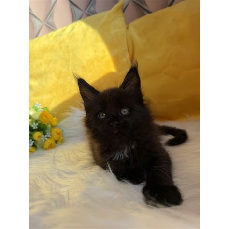 Maine Coon Ez Ruby Kitten Photos Price And Info Catsdogs
