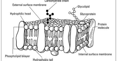 Biology Interactive Notebook Fluid Mosaic Model Biology Interactive Notebook Fluid Mosaic Model