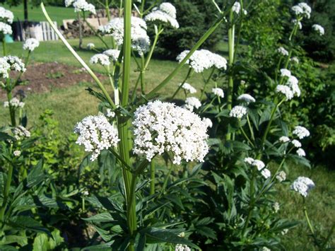 Joe's Garden Journal: Valerian