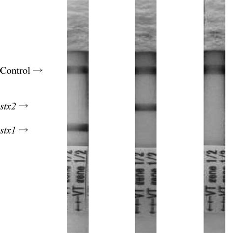 Performance Of The Nalfa Nucleic Acid Lateral Flow Assay For Each Of Download Scientific