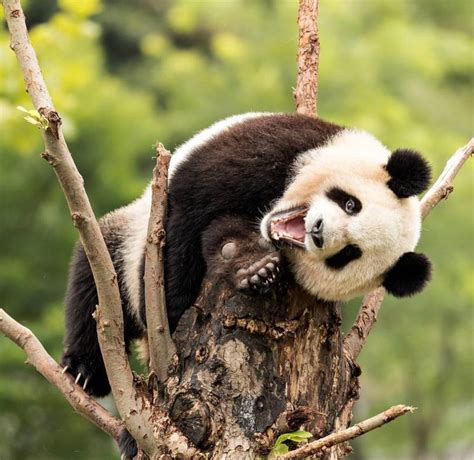 Interesting Facts About Pandas