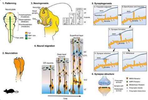 Embryonic Development Of The Cerebral Cortex A Primer The Development Download Scientific