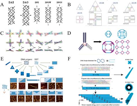 Dna Tile A Five Different Structures Of Double‐crossing Structures Download Scientific