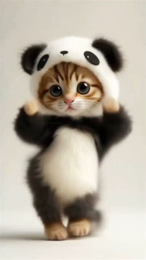 Best 13 Cat Dance Dance Cat  Cat Dance Dance Cat Cat Discover And Share S Artofit